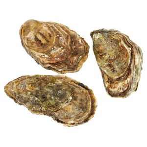 Oesters | Carrefour België